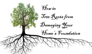 How to Keep Tree Roots from Harming Your Fort Worth Home’s Foundation